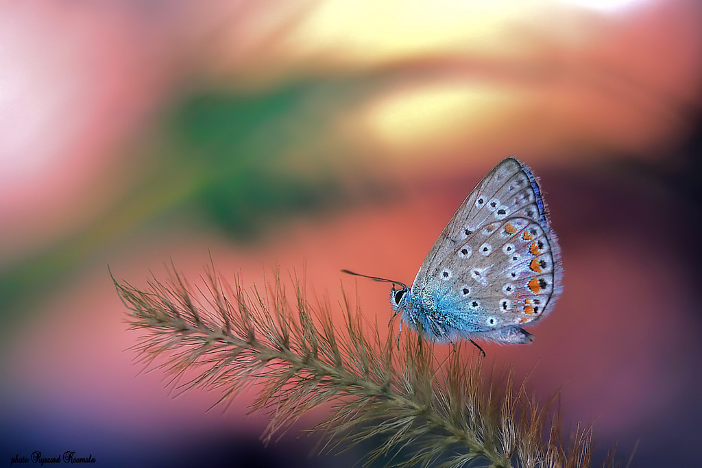 Blue butterfly by Ryszard Kosmala / 500px