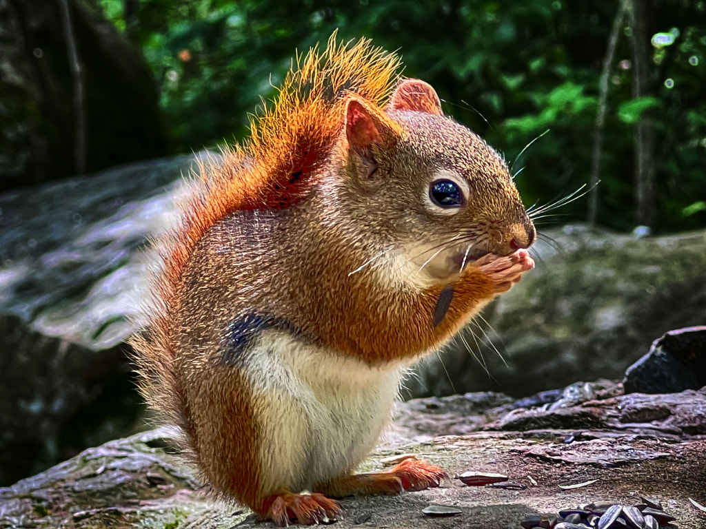 Un mangeur de graines by Andre Villeneuve / 500px