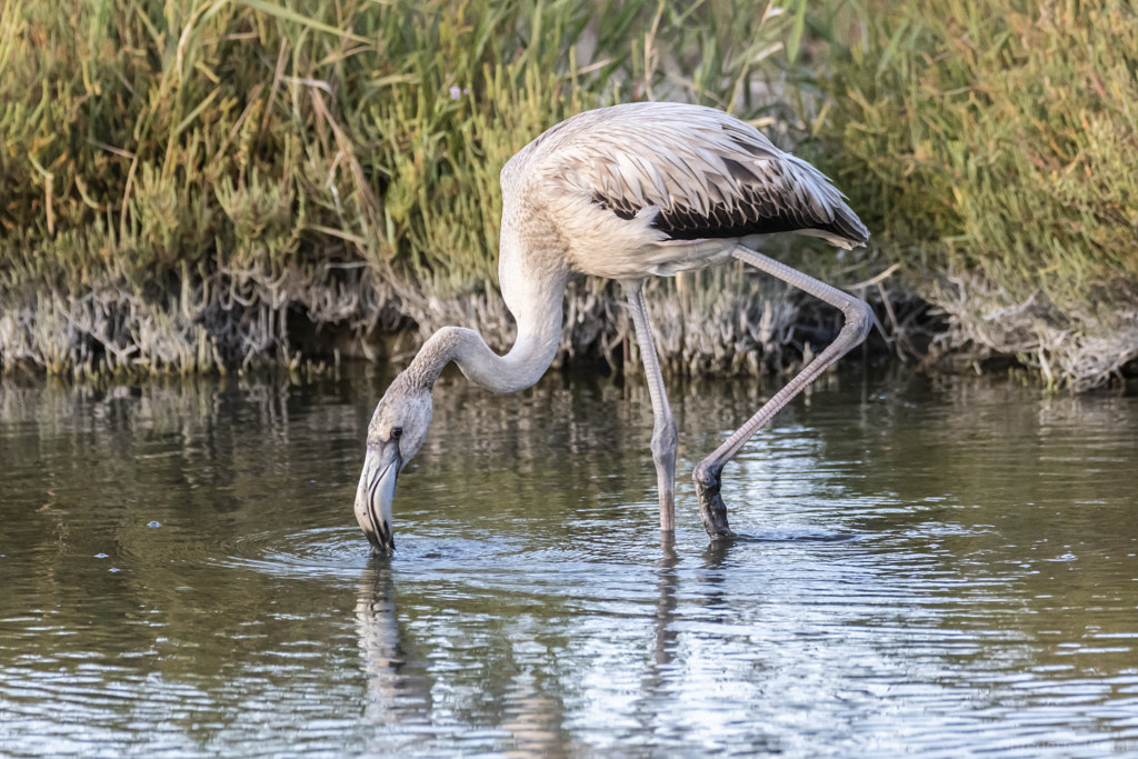 Jeune flamant rose au Pont de Gau by Frédéric Protat / 500px