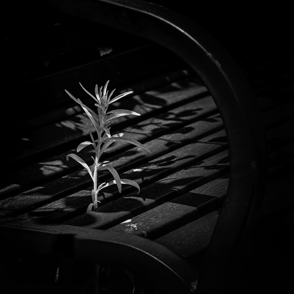 Simple by Toine van Steen / 500px