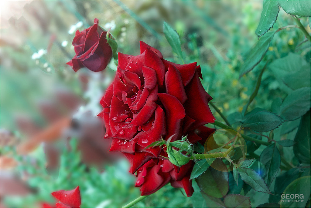 Rosa Black Magic by Georg Bandura / 500px