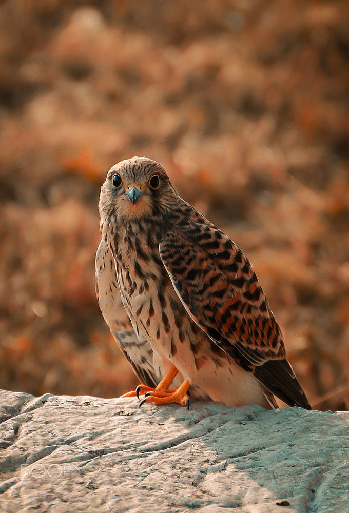 Baby kestrel by ilker tosun / 500px