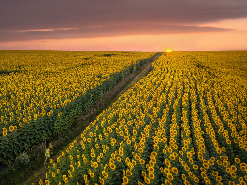 The Road to Summer by Sergey Aleshchenko / 500px