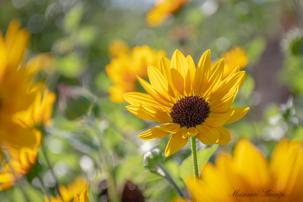 mini sun flower🌻 by Masanori Shimizu 🏁 / 500px