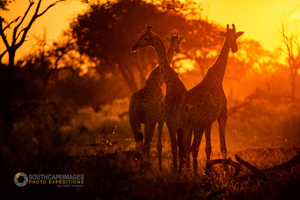 Golden Giraffes by Mario Moreno / 500px
