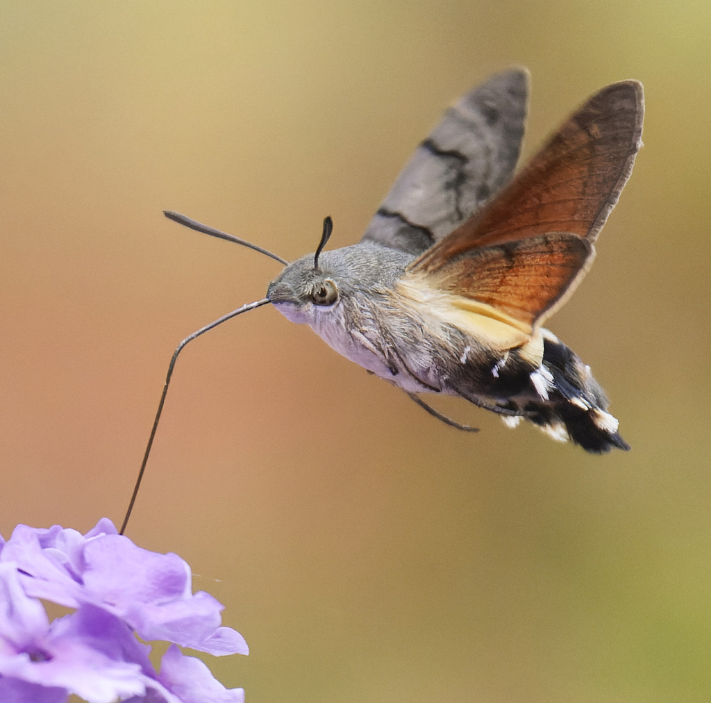 Hummingbird hawk moth by Tessa Whitehead / 500px