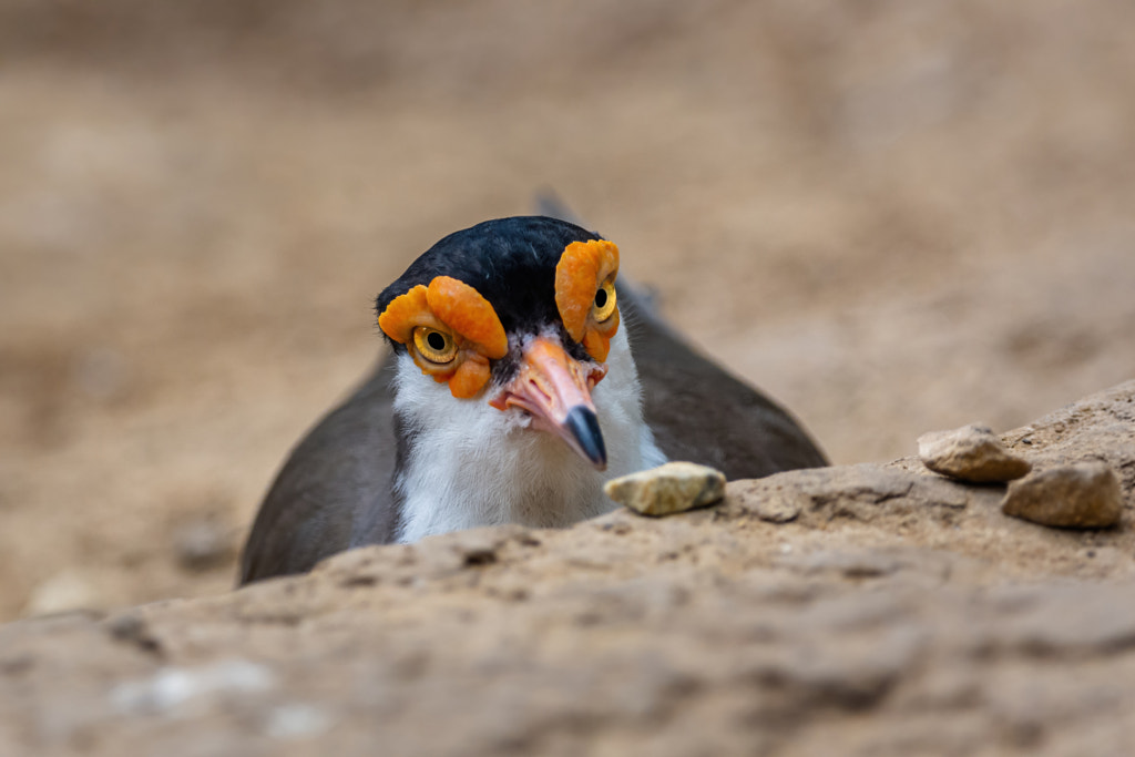 close-up of bird perching on field by Fred Bour / 500px