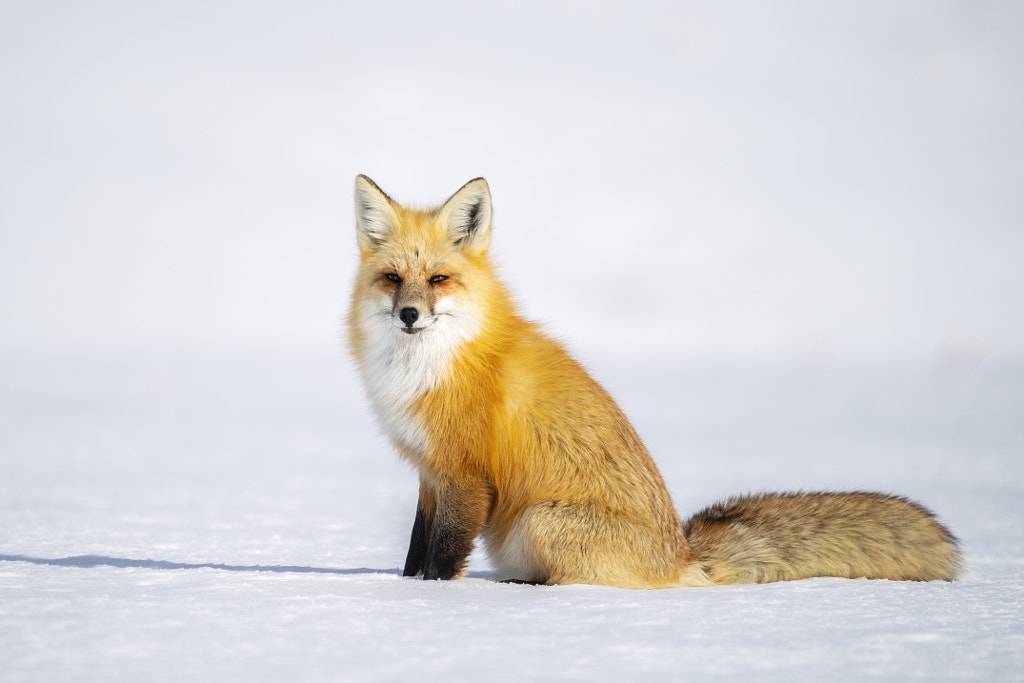 Red fox by Hao Jiang / 500px