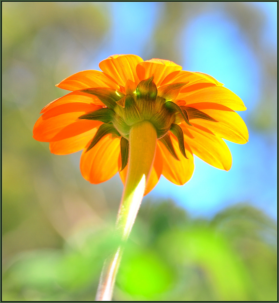 Orange Sun Lover by Terry Lucas / 500px