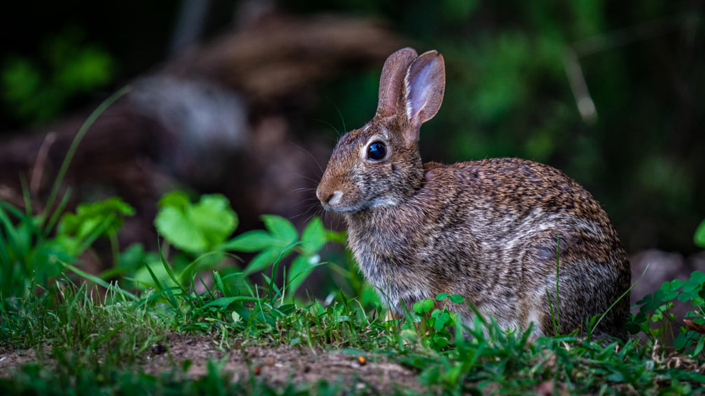 Resting Rabbit by Josh Atkinson / 500px