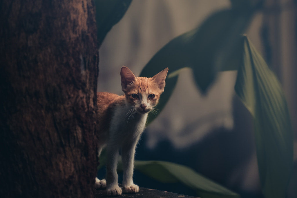 Gleaming Eyes by Amar Krishnan / 500px