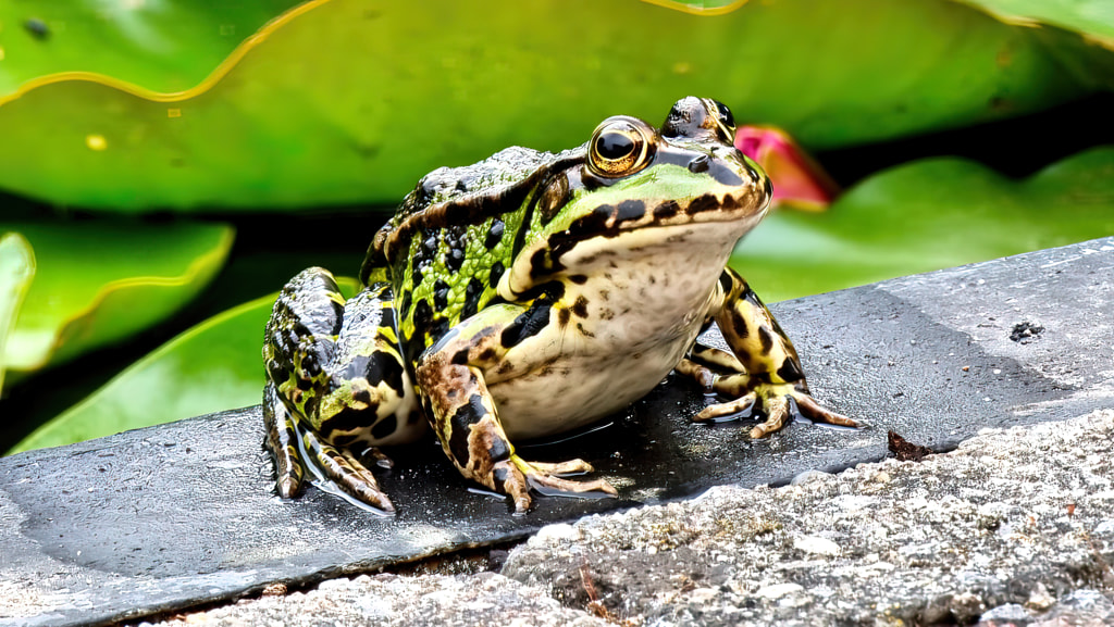 frog 2022 by Ahmet Murat Koylu / 500px