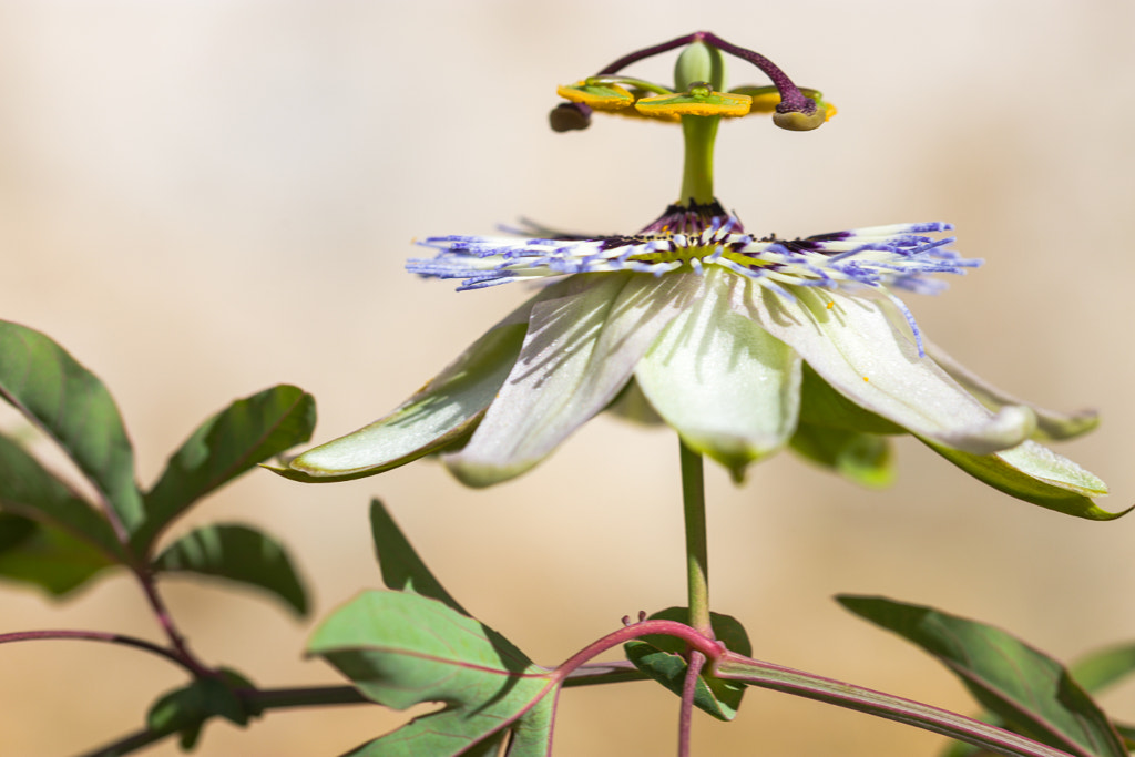 Mi perfil guapo by Natalie / 500px