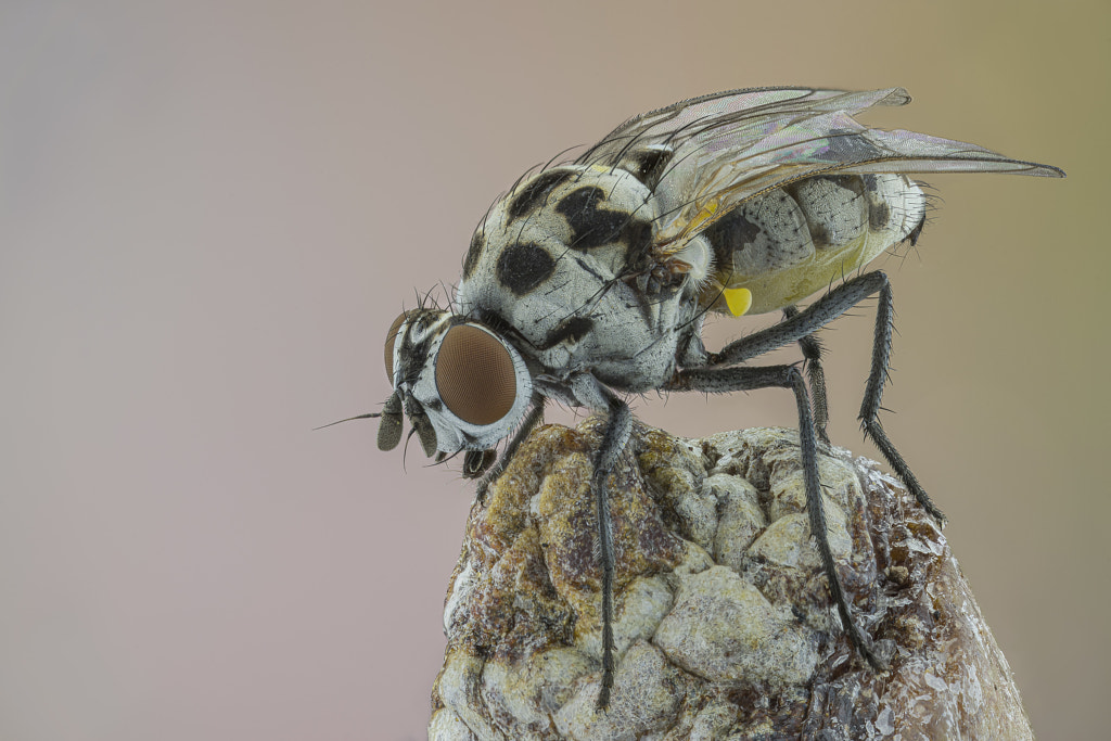 Anthomya Pluvialis. Anthomyiidae by Domingo Roldan / 500px