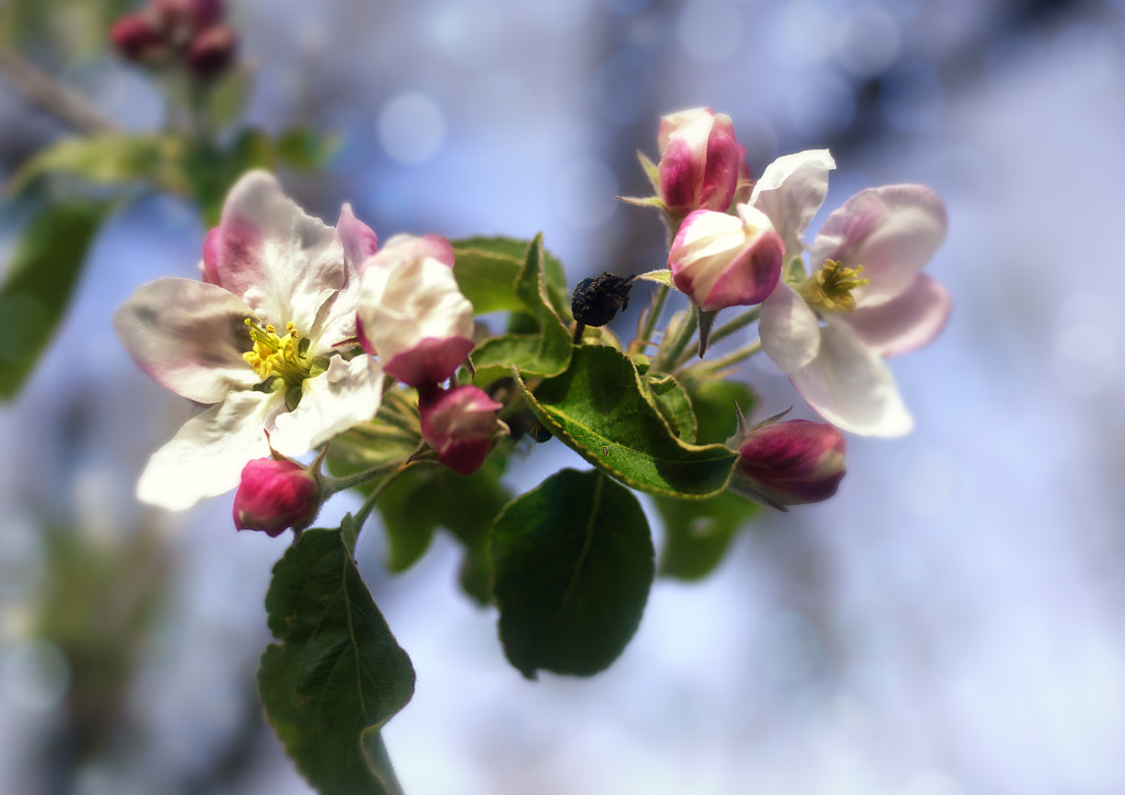 appel_1511 by Cor de Keijzer / 500px