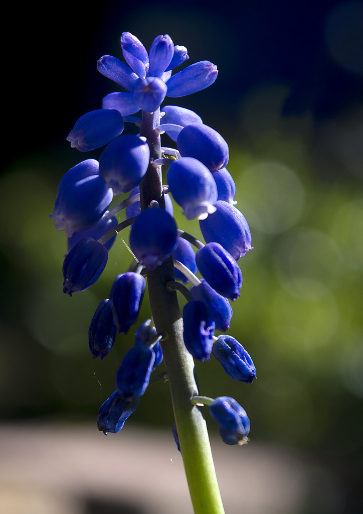 Blauwe druif - Muscari armeniacum 1478 by Cor de Keijzer / 500px