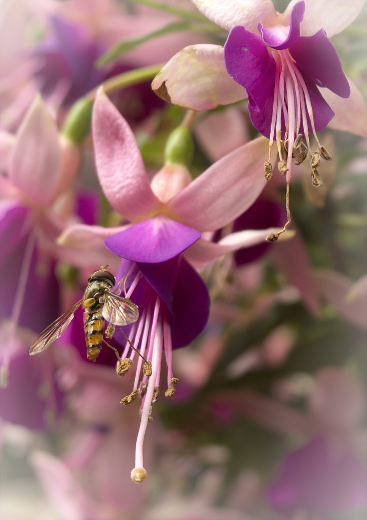 zweefvlieg op fuchsia by Cor de Keijzer / 500px