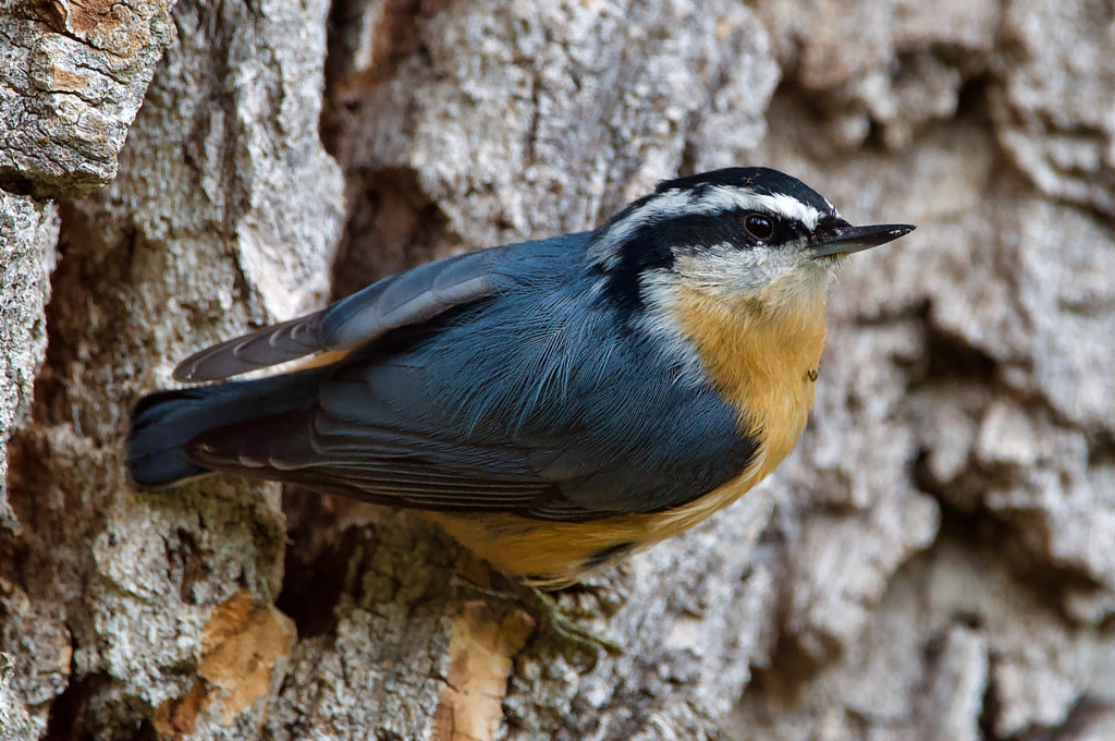 Red-breasted Nuthatch by Greg Drozda / 500px