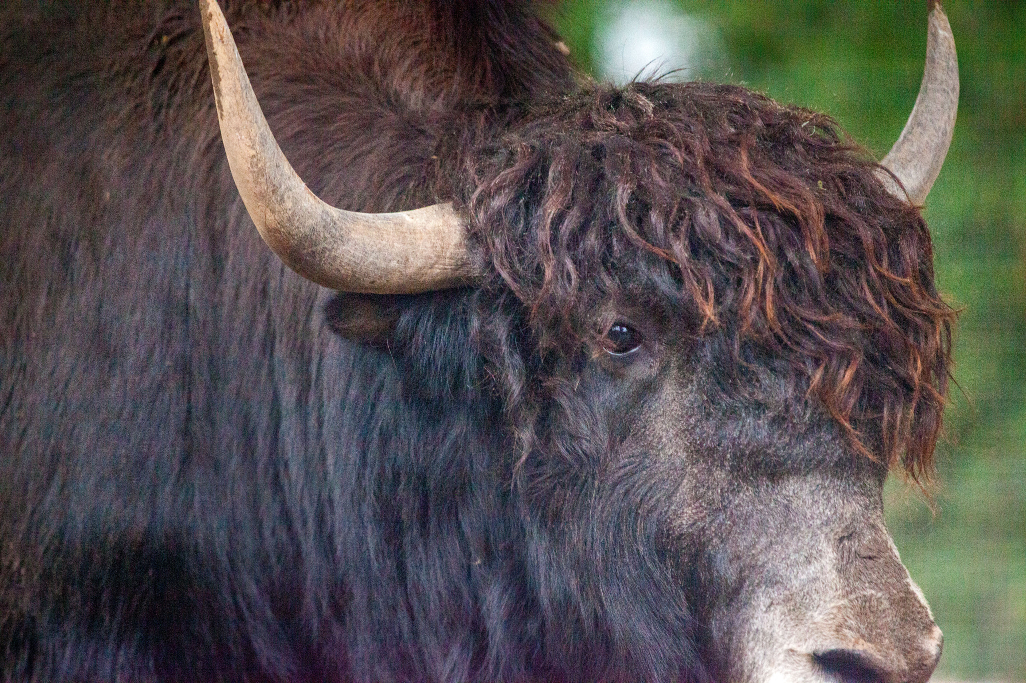 Un yack by Andre Villeneuve / 500px