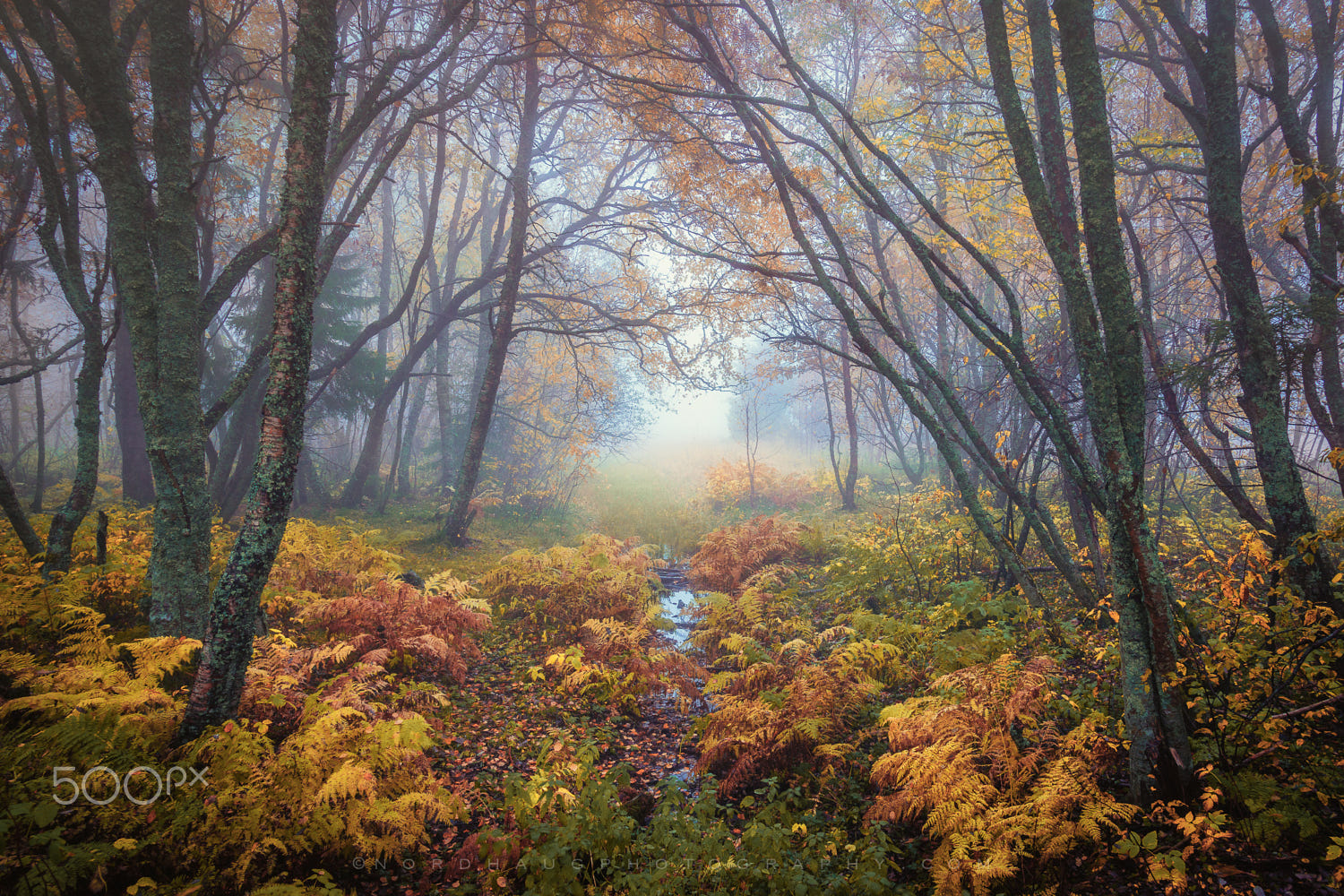 Misty forest by Dag Ole Nordhaug / 500px