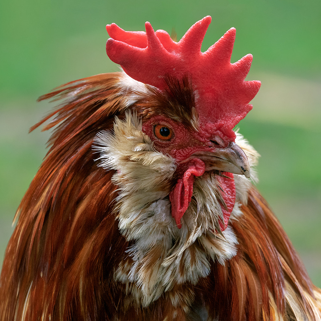 Haan by Victor Carpentier / 500px