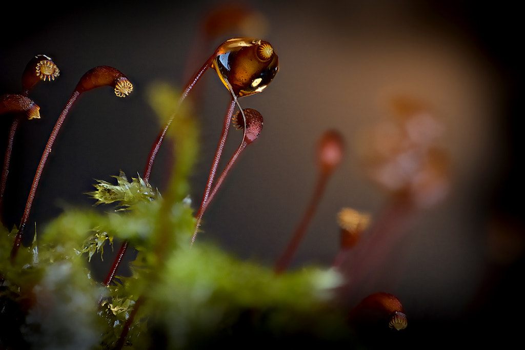 mos DSC_2854 by Cor de Keijzer / 500px