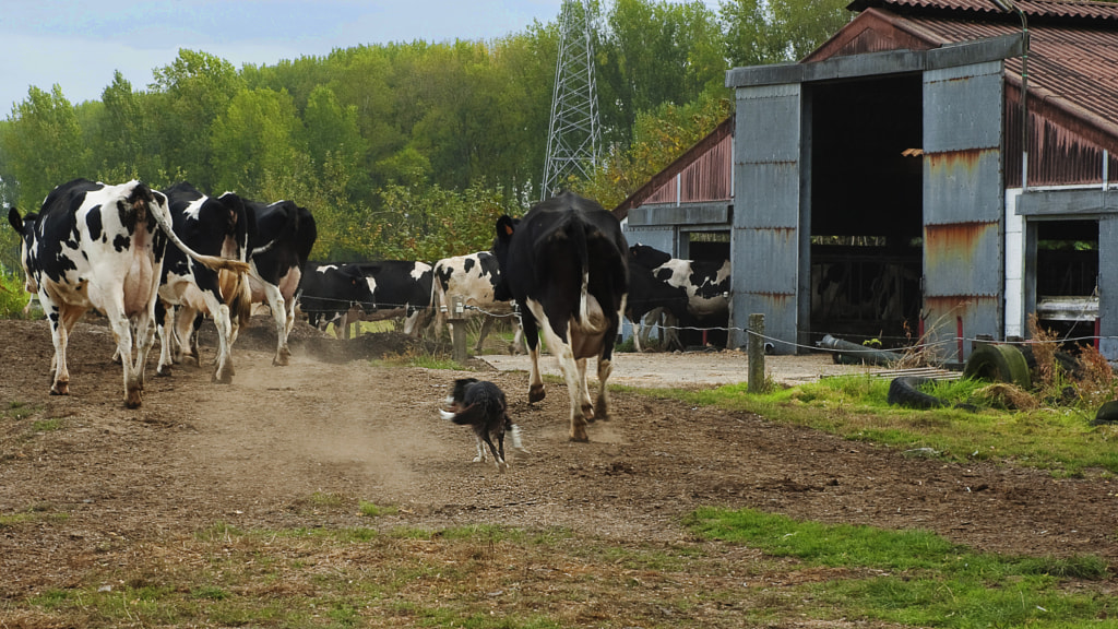 A daily task of the border colli : driving the cows to the cow sheds by ...