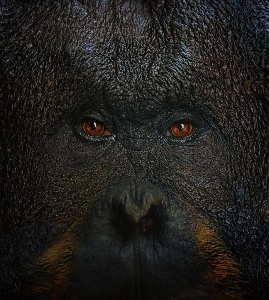 Pongo abelii by Petr Kolb / 500px