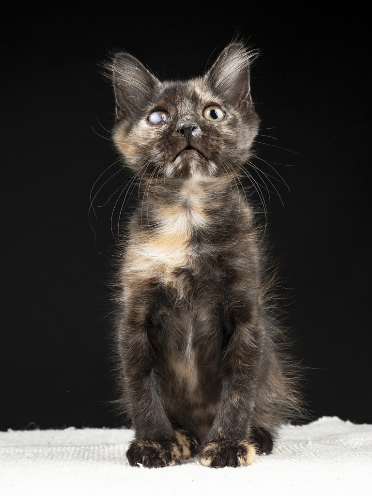 Tigrilla by Andrés López / 500px