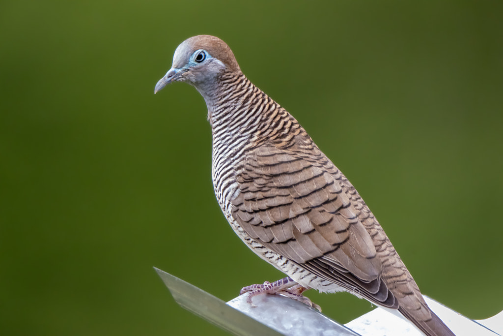 close-up of zebra dove perching outdoor by Erik Ding / 500px