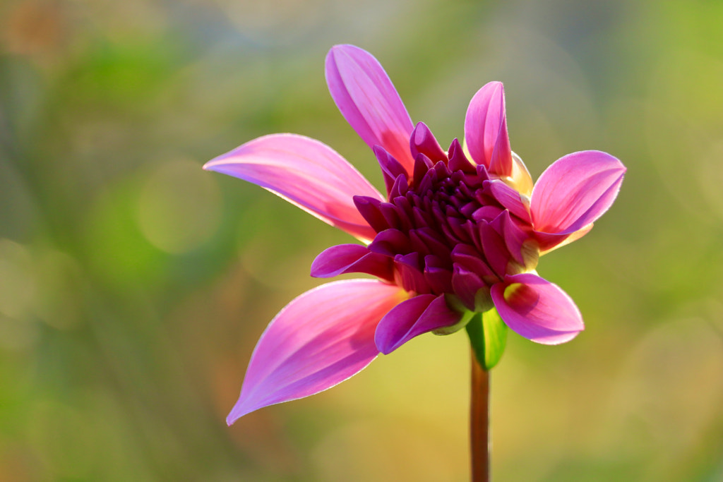 Dahlia by Helen Liao / 500px