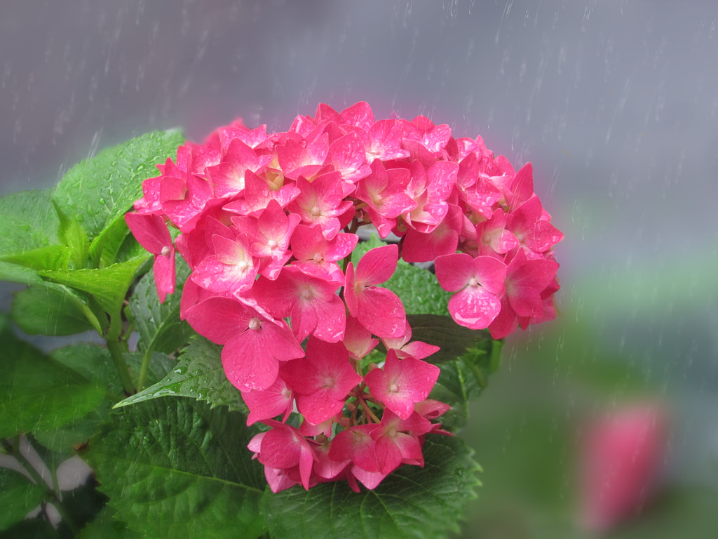 Hydrangea at rain by Olga Ostojic / 500px