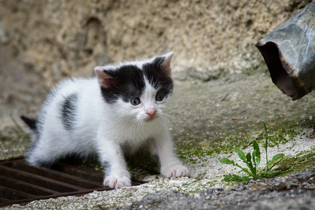 close-up of kitten sitting outdoors by Barbara Buonomo / 500px