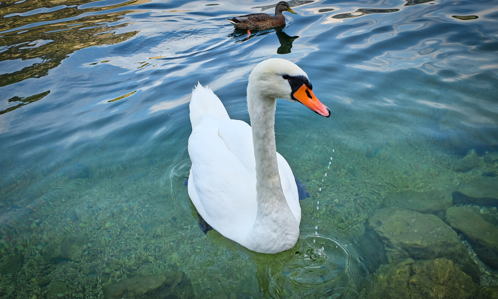 Swan in crystal clear lake by Kyle K / 500px