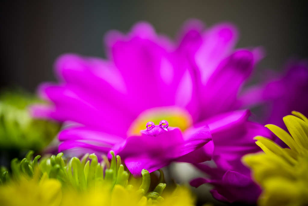 Miss Froggie's Flowery Eyes by John S / 500px