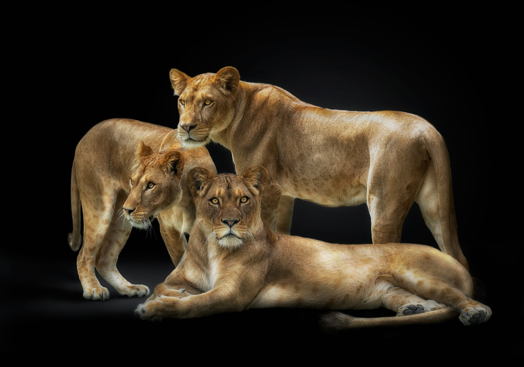 Lion pride by Pedro Jarque Krebs / 500px