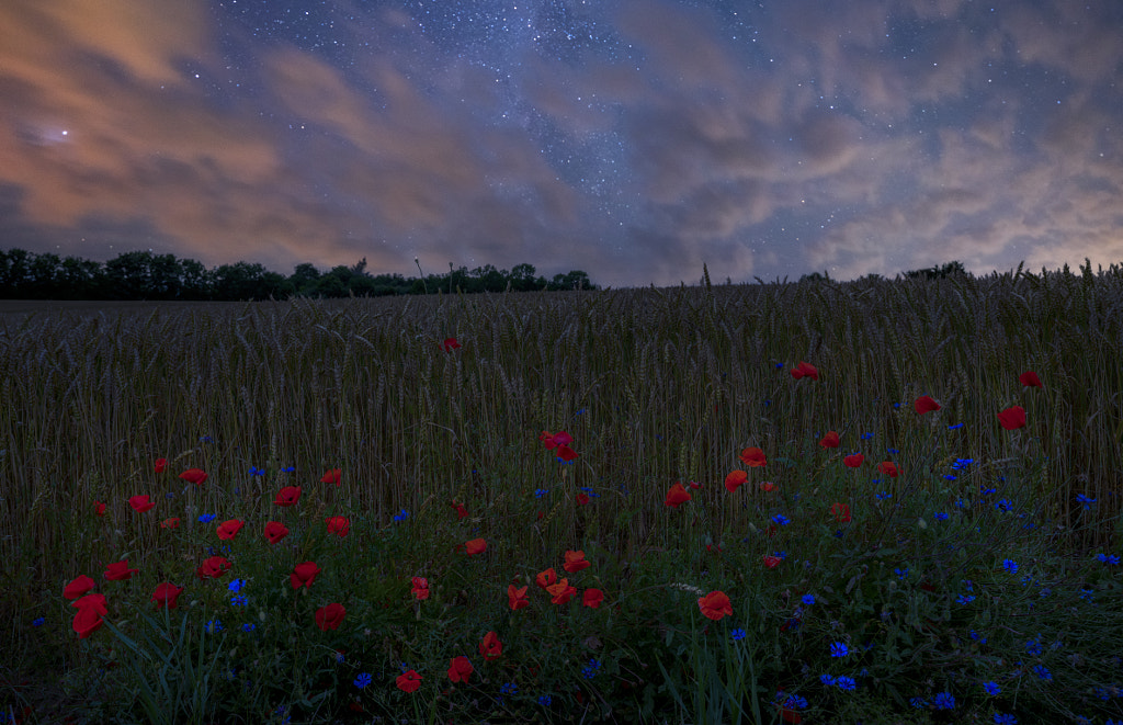 Poppy fields at night. by Karim Qubadi / 500px