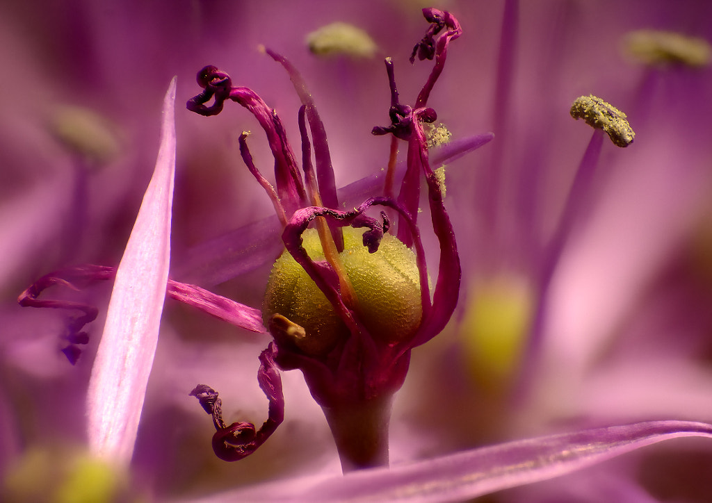 Allium 'Purple Rain' 8193 by Cor de Keijzer / 500px