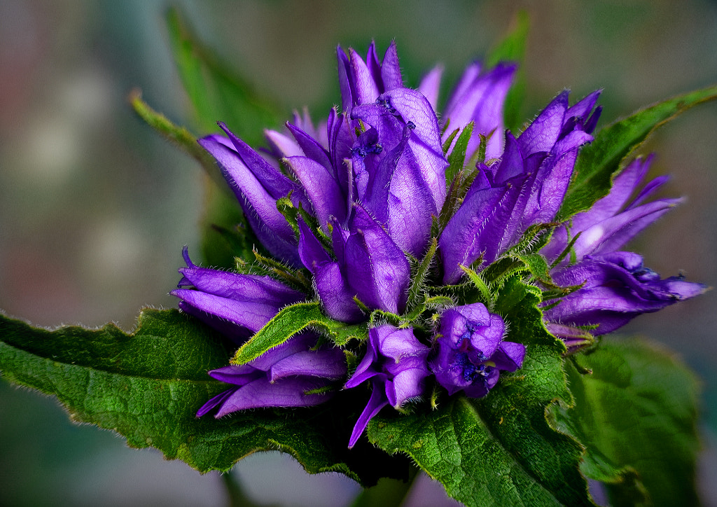 Kluwenklokje - Campanula glomerata Superba by Cor de Keijzer / 500px