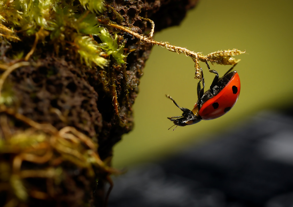 Lieveheersbeestje - Coccinella septempunctata_6152 by Cor de Keijzer ...
