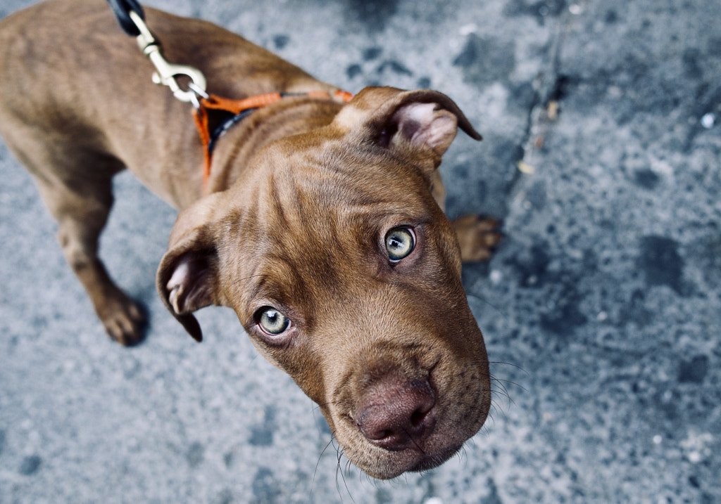 Dog. by charles lafrance / 500px