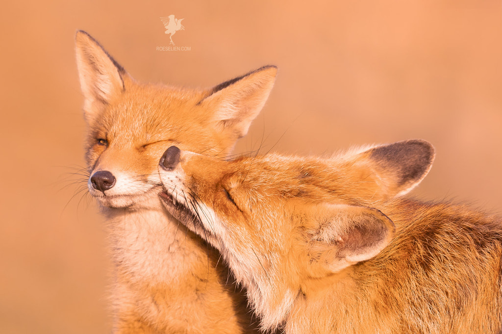 Foxy Love - Wink by Roeselien Raimond / 500px