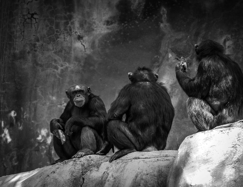 SEE NO EVIL,HEAR OR SPEAK by Beto delPaso / 500px