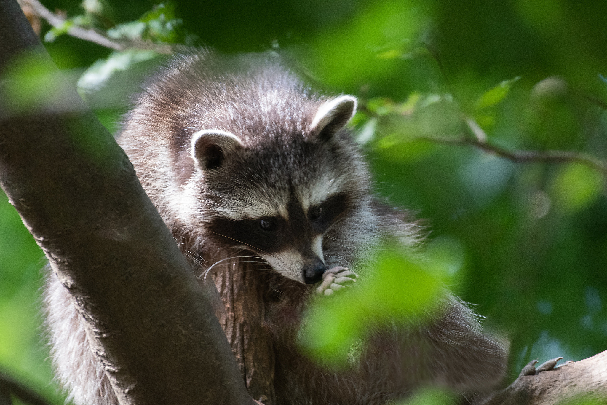 common raccoon by Werner Lippert / 500px