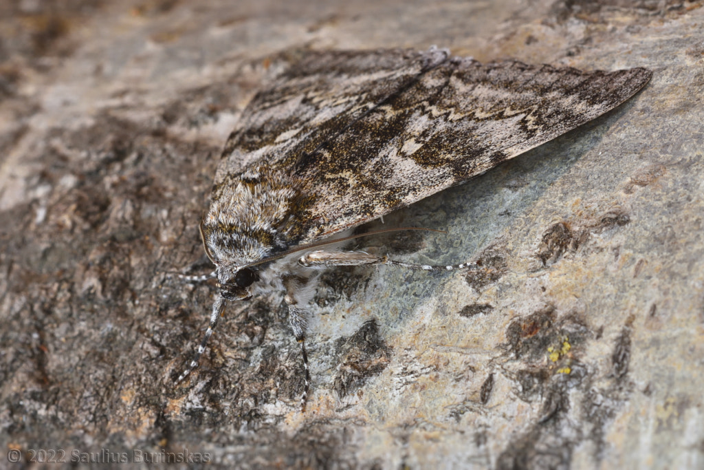 Blue underwing by Saulius Burinskas / 500px