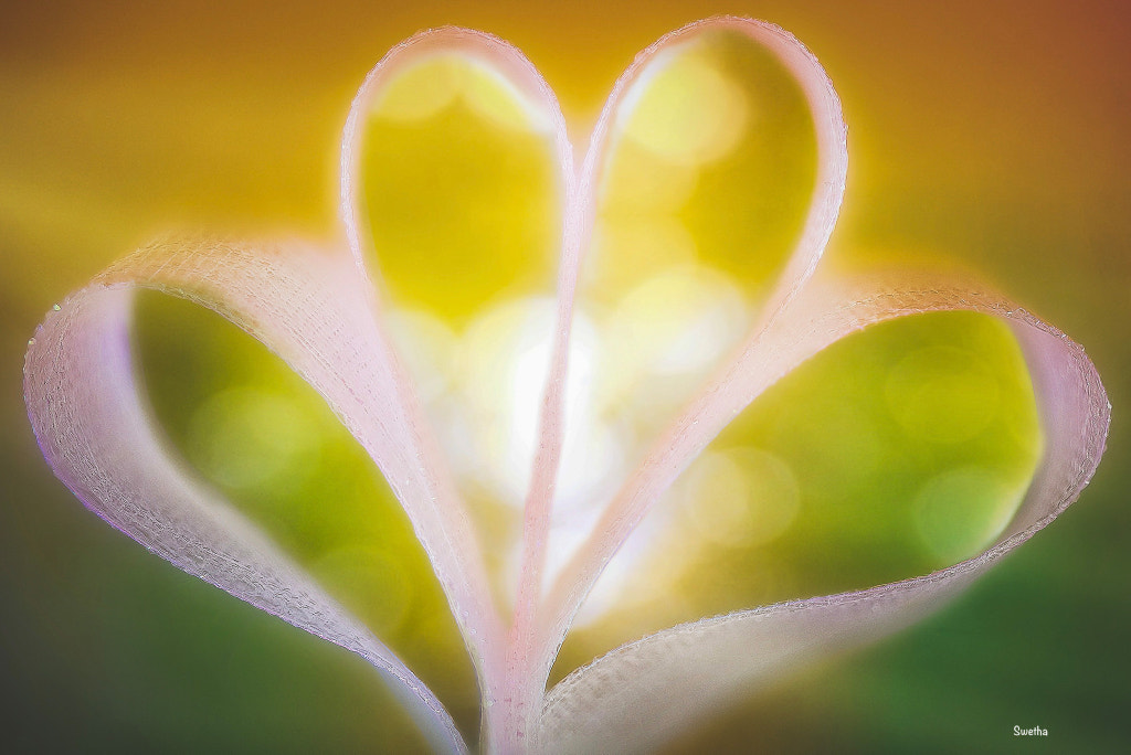 Wind flower by Swetha Gopal / 500px