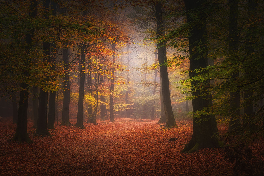 Trees in forest during autumn by Saskia Dingemans / 500px