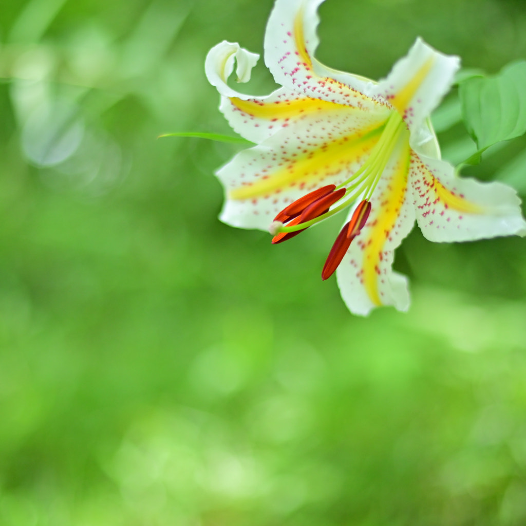 lily by Gianfranco Sato / 500px