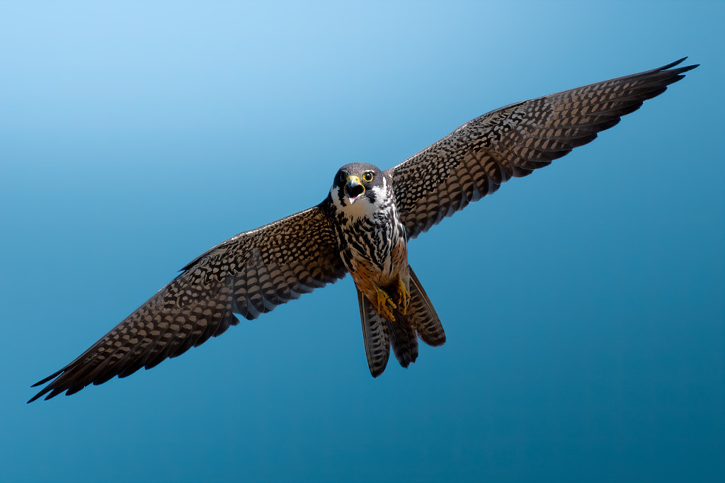 Falco subbuteo by Михаил Поляков / 500px