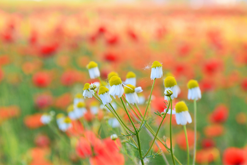 spring colors by Carlotta Ricci / 500px